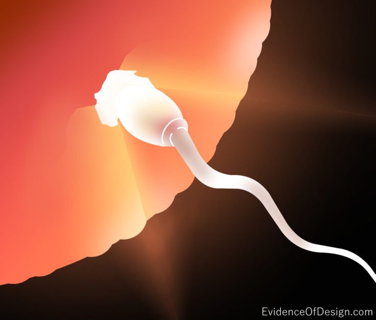 Human Reproduction - Evidence of Design